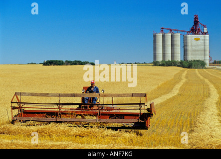 Swathing, Western Red Spring Wheat, Saskatchewan, Canada Stock Photo ...