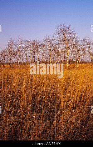 Sunset over a prairie field, Manitoba, Canada Stock Photo - Alamy