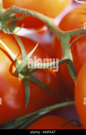 Close up of a tomato stem and several tomatoes Stock Photo - Alamy