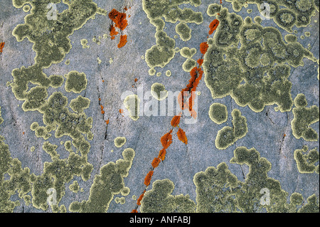 Crustone lichens on rock, Churchill, Manitoba, Canada Stock Photo - Alamy