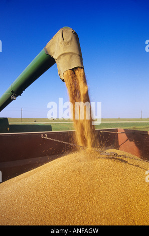 harvested spring wheat Stock Photo - Alamy