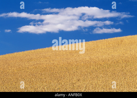Canada Western Red Spring Wheat, Fannystelle, Manitoba, Canada Stock ...