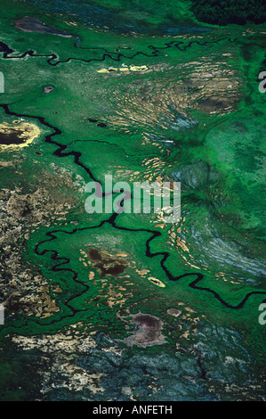 Boreal forest and Muskeg in Northern Alberta, Canada near Fort Stock ...