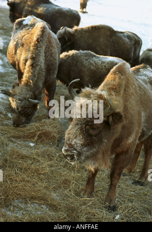 European Bison the Cherginskiy Preserve Altai Russia Stock Photo - Alamy