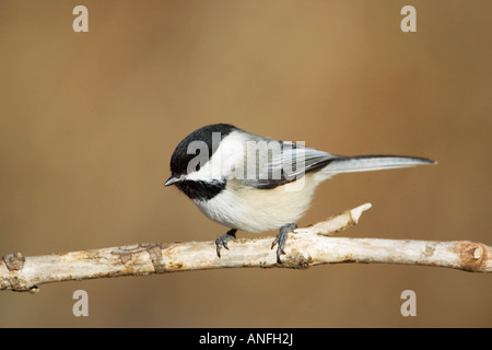 Black-capped Chickadee Parus atricapillus & Tufted Titmouse Baeolophus ...