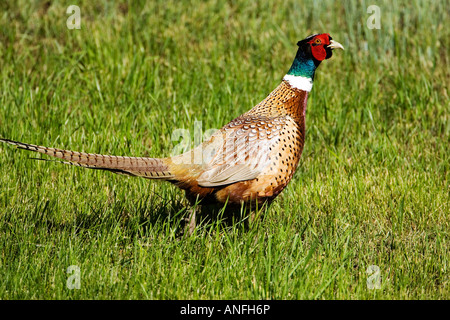 Ring necked Pheasant, Canada Stock Photo - Alamy