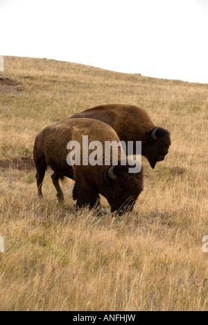 Bisons in Waterton Lakes National Park in Alberta, Canada Stock Photo - Alamy