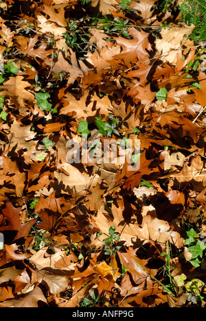A deciduous leaf Stock Photo - Alamy