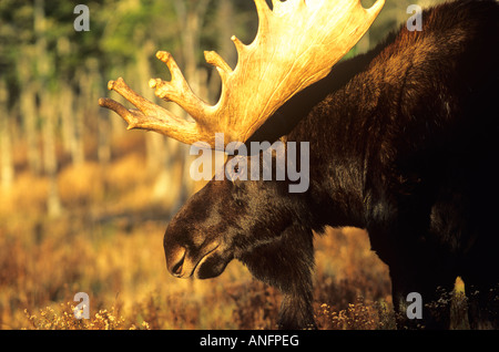 Large moose grazing at sunset, Canada Stock Photo - Alamy