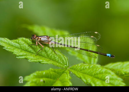 Pacific Forktail on leaf, Canada Stock Photo - Alamy