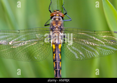Spiny Baskettail, Canada Stock Photo - Alamy