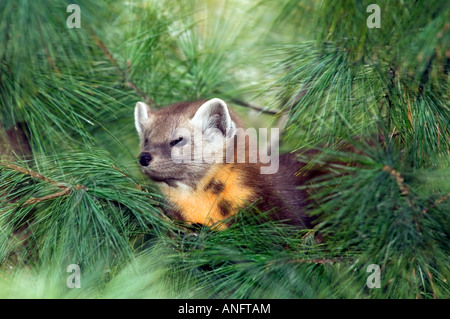 American marten or American pine marten (Martes americana Stock Photo ...