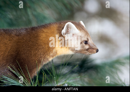 (Martes americana), Pine Marten hunting in pine tree, Canada Stock ...