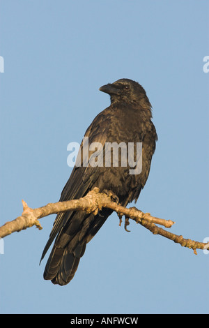 Portrait of a crow, British Columbia, Canada Stock Photo - Alamy