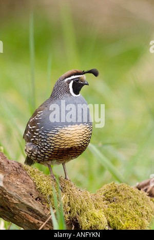 California Quail (Callipepla californica), Canada Stock Photo - Alamy