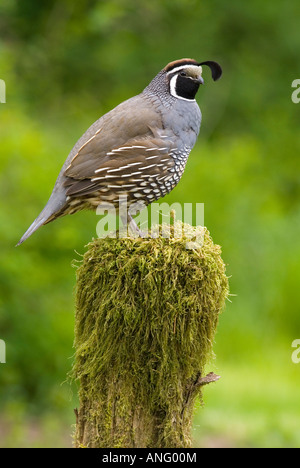 California Quails in Trees Stock Photo - Alamy