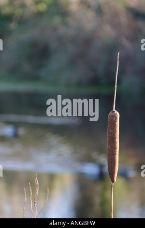 A waterside reed in winter, in Surrey Stock Photo - Alamy