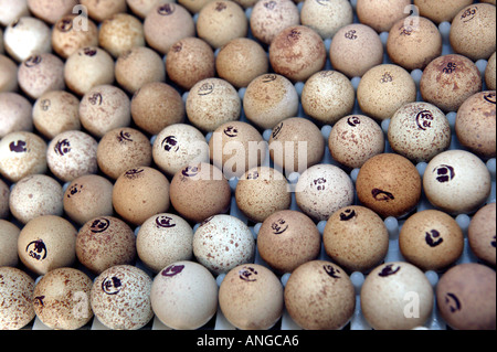 Red Legged Partridge Eggs Stock Photo - Alamy
