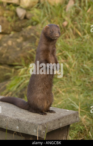 THAT TOUCH OF MINK Stock Photo - Alamy