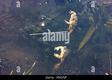 Frogs frozen in the ice on a pond Stock Photo - Alamy