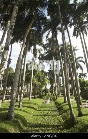 Palmentuin park in Paramaribo, capital of Suriname Stock Photo - Alamy
