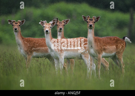 European fallow deer (Dama dama) four foraging does / females hiding in ...