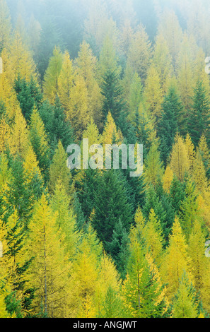 Western larch(Larix occidentalis) or tamaracks in fall color, Hungry ...