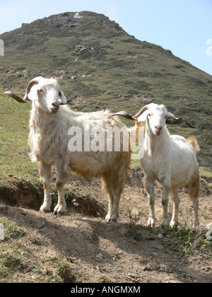 Himalayan goat, Capra hircus, Chakrata Himalay, India Stock Photo - Alamy