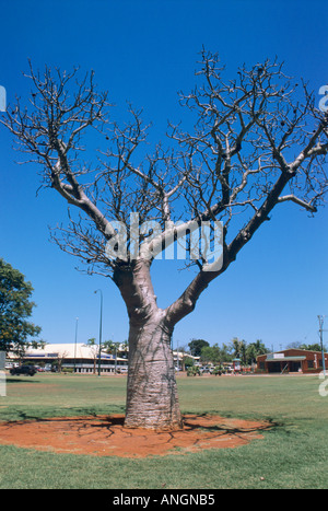 A large Australian boab or bottle tree decorated by a family with ...