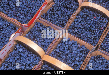 Blueberries are a plentiful and celebrated harvest in August in the Lac ...