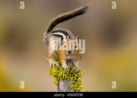 Vancouver Island squirrel Stock Photo - Alamy