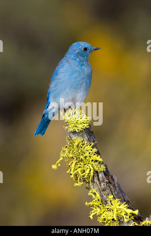 Mountain Bluebird bird at Vancouver BC Canada Stock Photo - Alamy