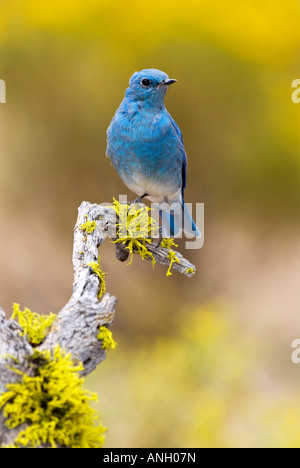 Mountain Bluebird bird at Vancouver BC Canada Stock Photo - Alamy