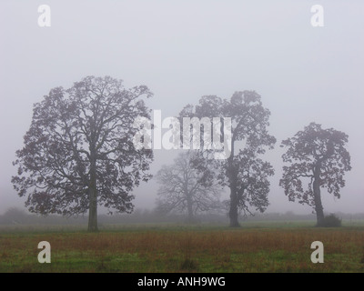 Gary Oaks in morning mist, vancouver island, British Columbia, Canada ...