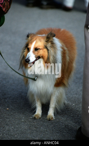 Fluffy Shetland Sheepdog walking on the wooden floor. Sheltie in a city ...