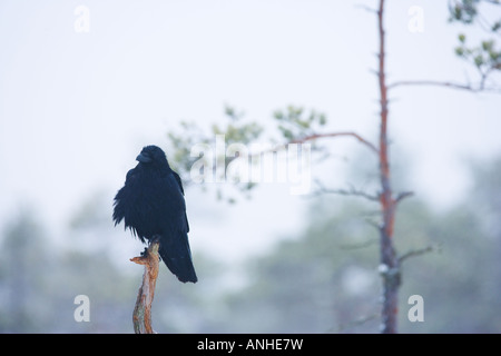 crow perched in tree autumn Stock Photo - Alamy