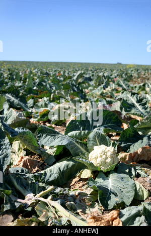 Field of growing cauliflower in West Cornwall Stock Photo - Alamy