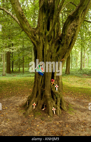 Sole surviving tree with shrapnel from 1916 in Delville Wood in the ...