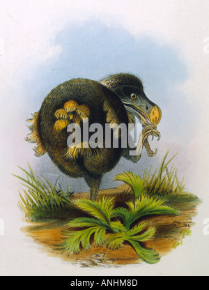 The Extinct Dodo Bird Stock Photo - Alamy