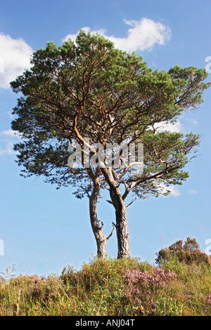 Two entwined trees Stock Photo - Alamy