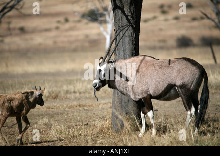 Gemsbok standing and eating seed pods with calf and trees in the ...