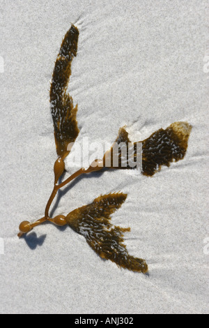 Seaweed, flotsam and jetsam, still life Stock Photo - Alamy