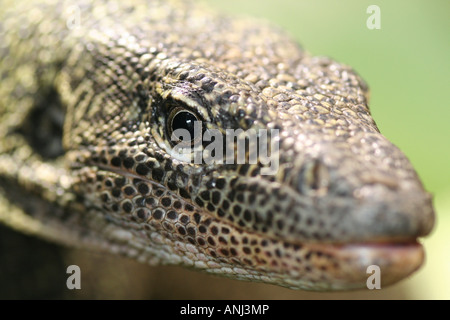 Mangrove Monitor Lizard, or Goanna, Varanus indicus, Uepi Island Stock ...