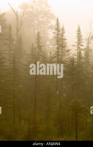 The morning fog in the Midwest woods Stock Photo - Alamy