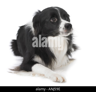 Closeup of a black and white collie dog standing in the garden Stock ...