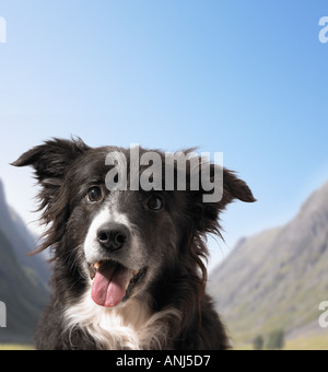 Pensive Border Collie Stock Photo - Alamy
