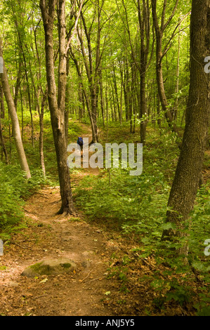 Wooded hiking trail on the river Fowey, Lostwithiel, Cornwall, England ...