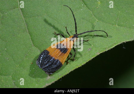 Banded Net-wing beetle, Calopteron reticulatum Stock Photo - Alamy