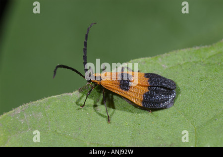 Banded Net-wing beetle, Calopteron reticulatum Stock Photo - Alamy