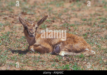 Thompson gazelle fawn Gazella thomsomi Stock Photo - Alamy